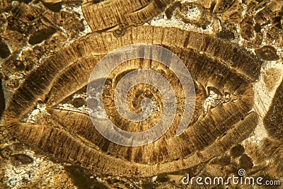 Thin Section Of Nummulite Limestone Under The Microscope Stock ...