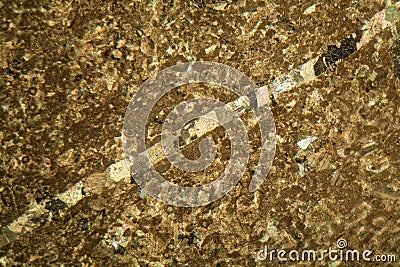 Thin Section Of Limestone Under The Microscope Royalty-Free Stock ...