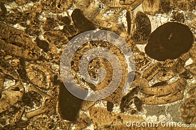 Thin Section Of Miocene Limestone Under The Microscope Royalty-Free ...