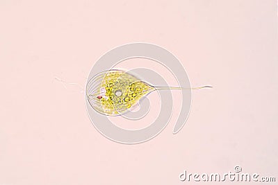 Phacus Is A Unicellular Of The Phylum Euglenozoa Under The Microscope ...