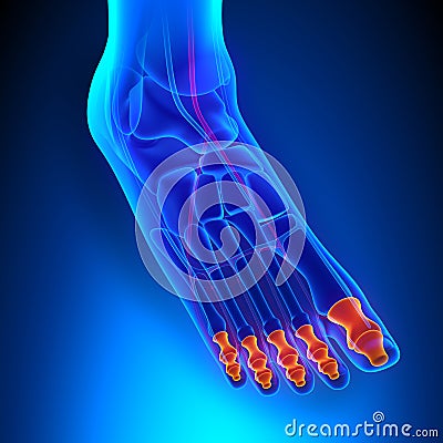 Phalanges Anatomy Bones With Ciculatory System Royalty-Free Stock Image ...