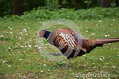 Pheasant Creeping Forward In The Tall Grass Royalty-Free Stock Photo ...