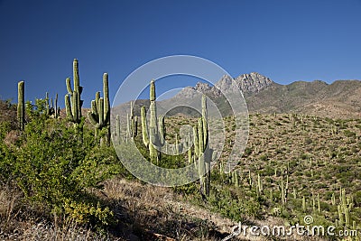 Phoenix Arizona Landscape Stock Photos - Image: 20309863