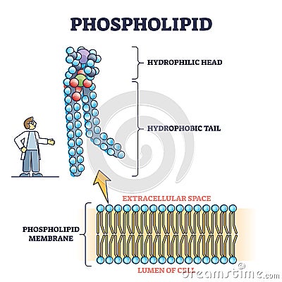Phospholipid Or Phosphatides Lipids Microscopical Structure Outline ...
