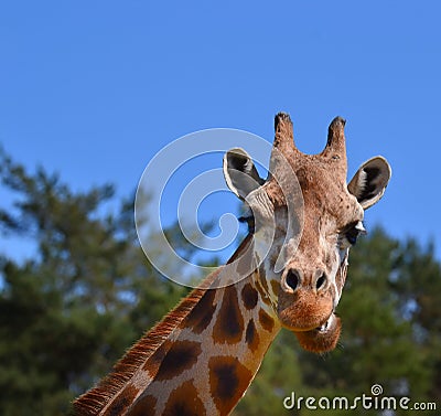 Laughing Giraffe Stock Photo | CartoonDealer.com #30207870