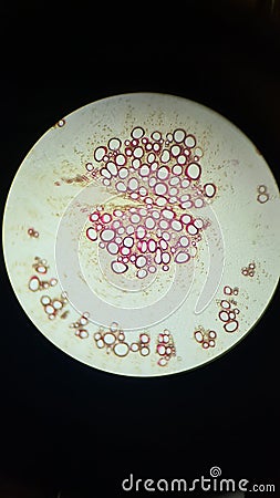 Structure Of Beet Root Under A Microscope Royalty-Free Stock ...