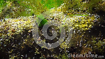 Photosynthesis in the Sea, Oxygen Bubbles Synthesized by Algae. Green ...