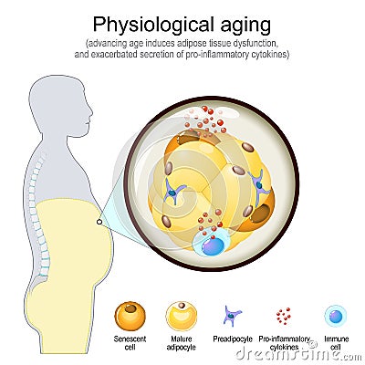 Physiological Aging. Cellular Senescence Cartoon Vector | CartoonDealer ...