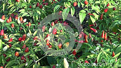 Pianta Del Peperoncino Che Cresce Nell'orto Stock Footage - Video di ...
