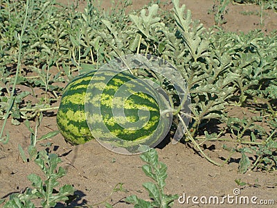 Pianta Dell'anguria Fotografia Stock - Immagine: 62100523