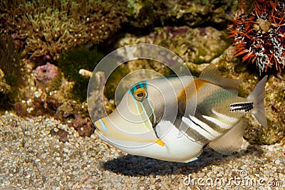 Picasso Or Humu Humu Triggerfish Stock Images - Image: 11800114