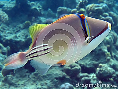 Picasso Triggerfish Teeth