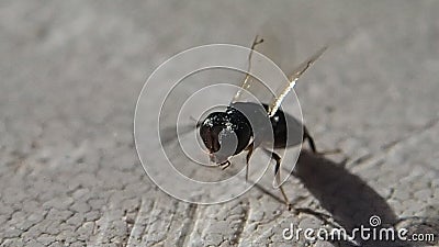 Piccolo Insetto Nero Che Pulisce Le Sue Antenne Archivi Video - Video ...