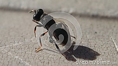 Piccolo Insetto Nero Che Pulisce Le Sue Antenne Ed Ali Stock Footage ...