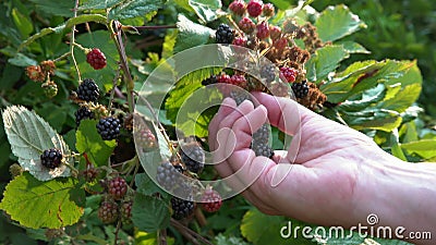 Picking Blackberries Off the Bush 4K. UHD Stock Video - Video of large ...