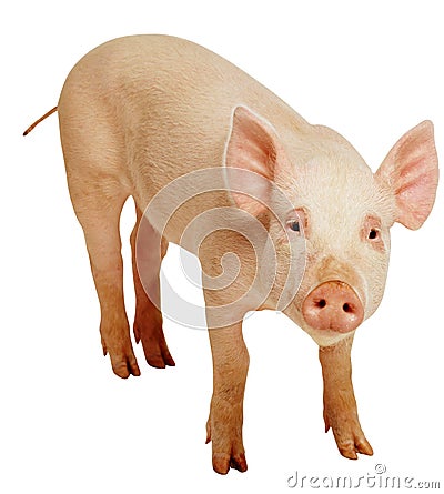 Portrait of a Funny Grunting Pig Stock Photo - Image of animal ...