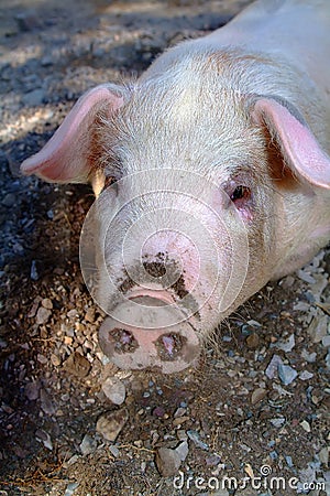 Pig Face Royalty Free Stock Image - Image: 368716