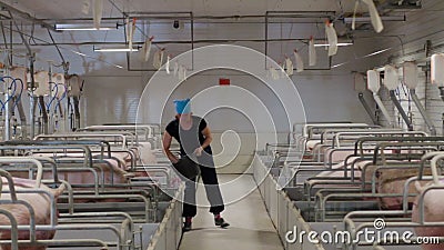 Pig Farm Worker Feeds Pigs Intensive Pig Farming Stock Video - Video of ...