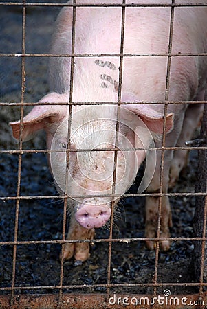 Pig In Pig Sty Stock Images - Image: 17982524