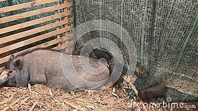Pig and Piglets in the Barn Stock Video - Video of boar, mammal: 249302163