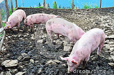 Pig At Pigsty Stock Photo - Image: 59453583