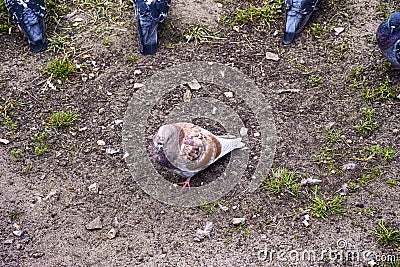 Pigeon Sitting on Tree Branch Stock Image - Image of full, common: 25820289