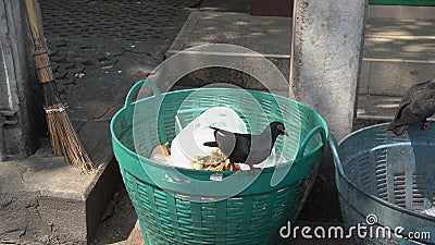 Pigeon Stand on a Garbage Bin Stock Footage - Video of dump, birds ...