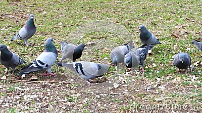 Pigeons Eating Popcorn in a Park Stock Video - Video of food, natural ...