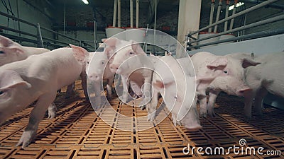 Piggery Yard with Young Pigs Moving Forward Stock Footage - Video of ...