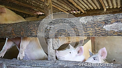 Pigs in barn stock video. Video of mammal, interior, fence - 54661303