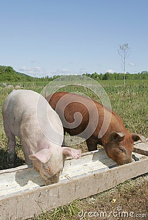 Pigs Eating Stock Images - Image: 5368494
