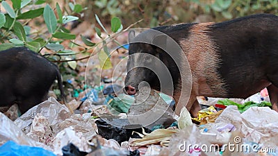 Pigs feeding in trash stock footage. Video of animal - 41138768