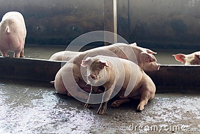 Pigs Are Sleeping After Eating. They Are Fat. Pig In A Pig Farm. Stock ...
