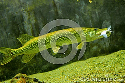 Pike Fish Stock Images - Image: 17822824