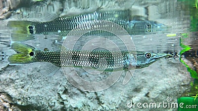 Pike Hunt Small Fish. Silver Pike Swims Under the Surface of the Water ...
