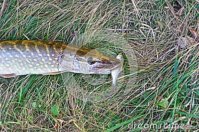 Pike And Small Fish Royalty-Free Stock Photo | CartoonDealer.com #73944009