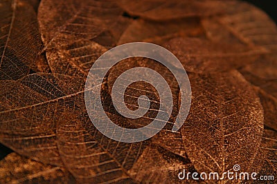 Pile Of Copper Leaves Texture Stock Photo | CartoonDealer.com #151731264