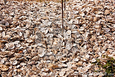 Pile Of Oyster Shells Stock Image | CartoonDealer.com #43978375