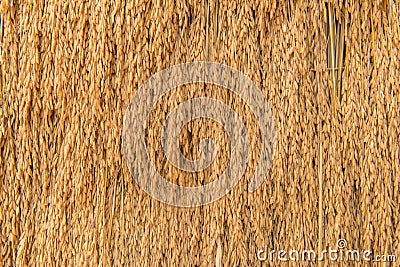 Pile Of Paddy Bundle On The Rice Field After Harvest Royalty-Free Stock ...