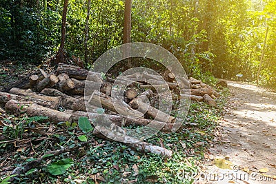 Pile Of Rubber Wood Log At Phatthalung Royalty-Free Stock Photography ...