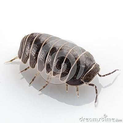 Pill-bug Armadillidium Vulgare Stock Images - Image: 26794064