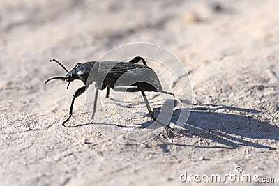 Pinacate Beetle Stock Images - Image: 27361024