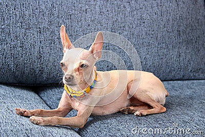 Pincher Branco Pequeno Foto de Stock Royalty Free - Imagem: 2924515