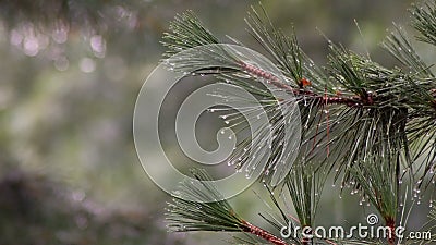 Hail Falling Pine Tree Branches and Water Flowing Pine Branch with ...
