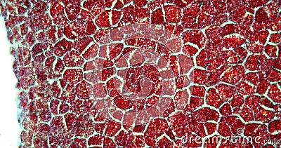 Pine embryo cross section stock video. Video of blue - 205528097