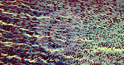 Pine Embryo Longitudinal Section Stock Footage - Video of macro, plant ...