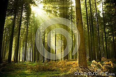 Pine Forest Royalty Free Stock Image - Image: 6821256