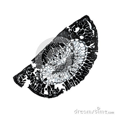 Pine Leaf Micrograph Stock Photography | CartoonDealer.com #114555866