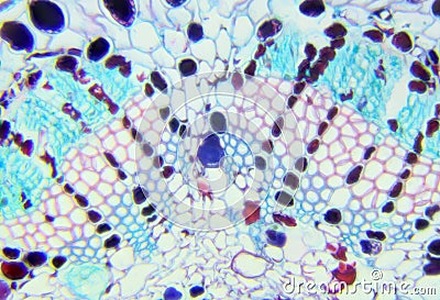 Pine Needle Cross-section Under The Microscope, Background Royalty-Free ...