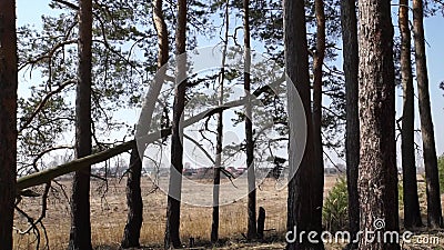 Pine Trees on the Wind stock video. Video of nature - 119893417